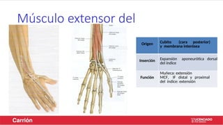 13_anatomia_y_fisiologia en el ser humano | PPTX