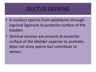 PELVIC Cavity Overview Of Male And Female | PPTX
