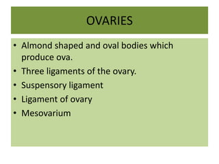 PELVIC Cavity Overview Of Male And Female | PPTX