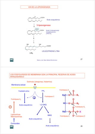 biosintesis lípidos | PDF