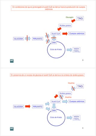 biosintesis lípidos | PDF