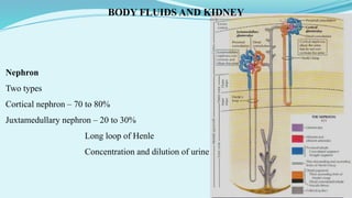 13 Body fluid and kidney and general physiology .pptx
