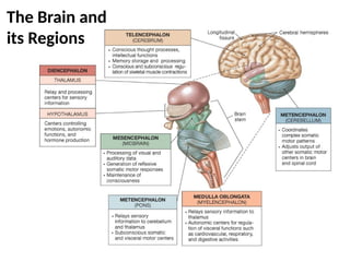#13 Brain Anatomy BY DR. SADAKAT BASHIR.pptx
