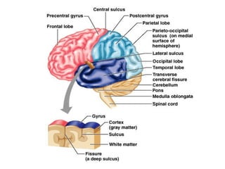 #13 Brain Anatomy BY DR. SADAKAT BASHIR.pptx