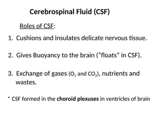 #13 Brain Stem and CSF Anatomy.ppthbbbhh | PPT
