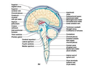 #13 Brain Stem and CSF Anatomy.ppthbbbhh | PPT