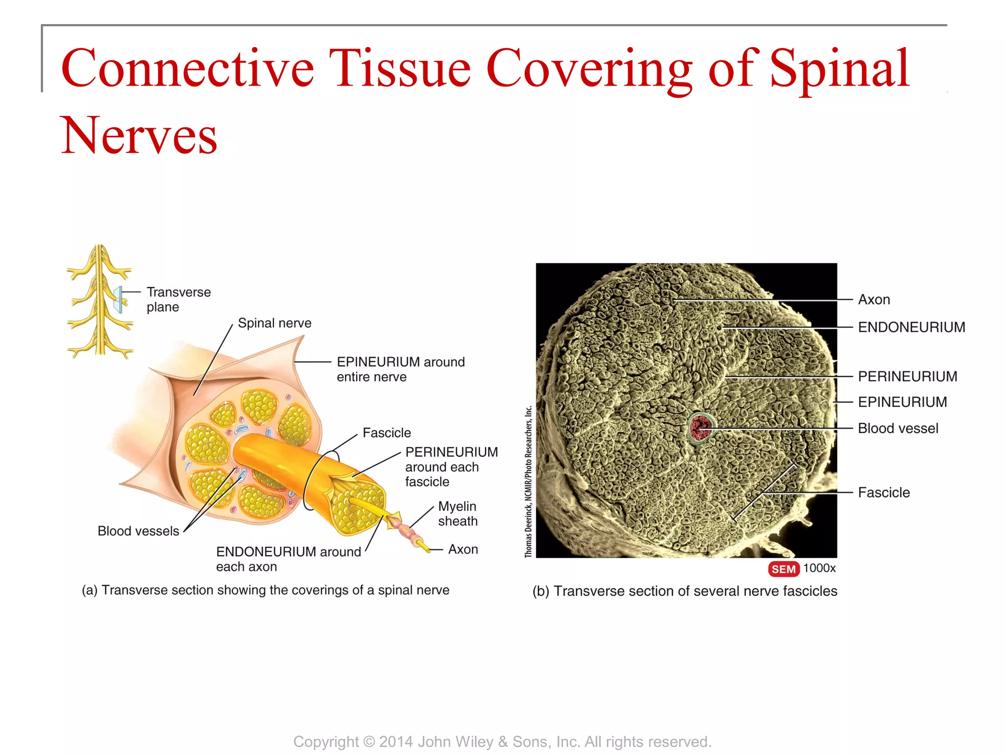 13 [chapter 13 the spinal cord and spinal nerves] | PPT