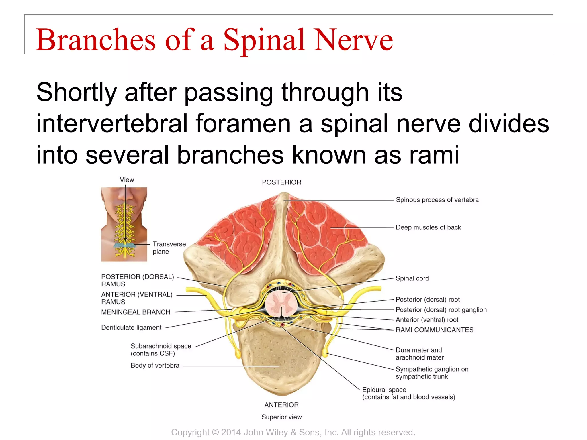 13 [chapter 13 the spinal cord and spinal nerves] | PPT