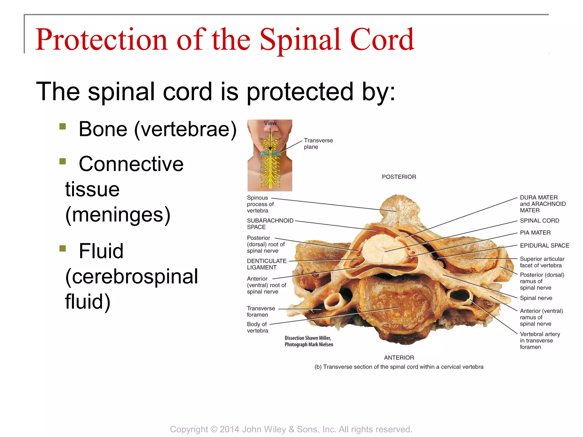 13 [chapter 13 the spinal cord and spinal nerves] | PPT