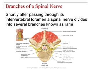 13 [chapter 13 the spinal cord and spinal nerves] | PPT