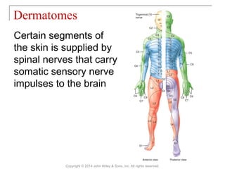 13 [chapter 13 the spinal cord and spinal nerves] | PPT