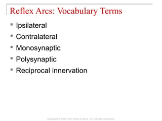 13 [chapter 13 the spinal cord and spinal nerves] | PPT
