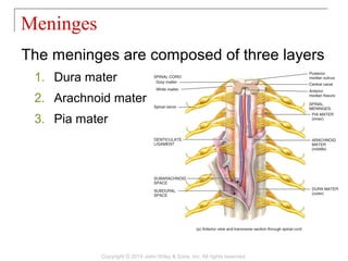 13 [chapter 13 the spinal cord and spinal nerves] | PPT