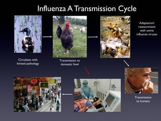 Influenza | PPT