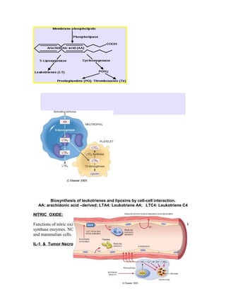 13 chemical mediator of acute inflamation | DOC | Blood Disorders ...