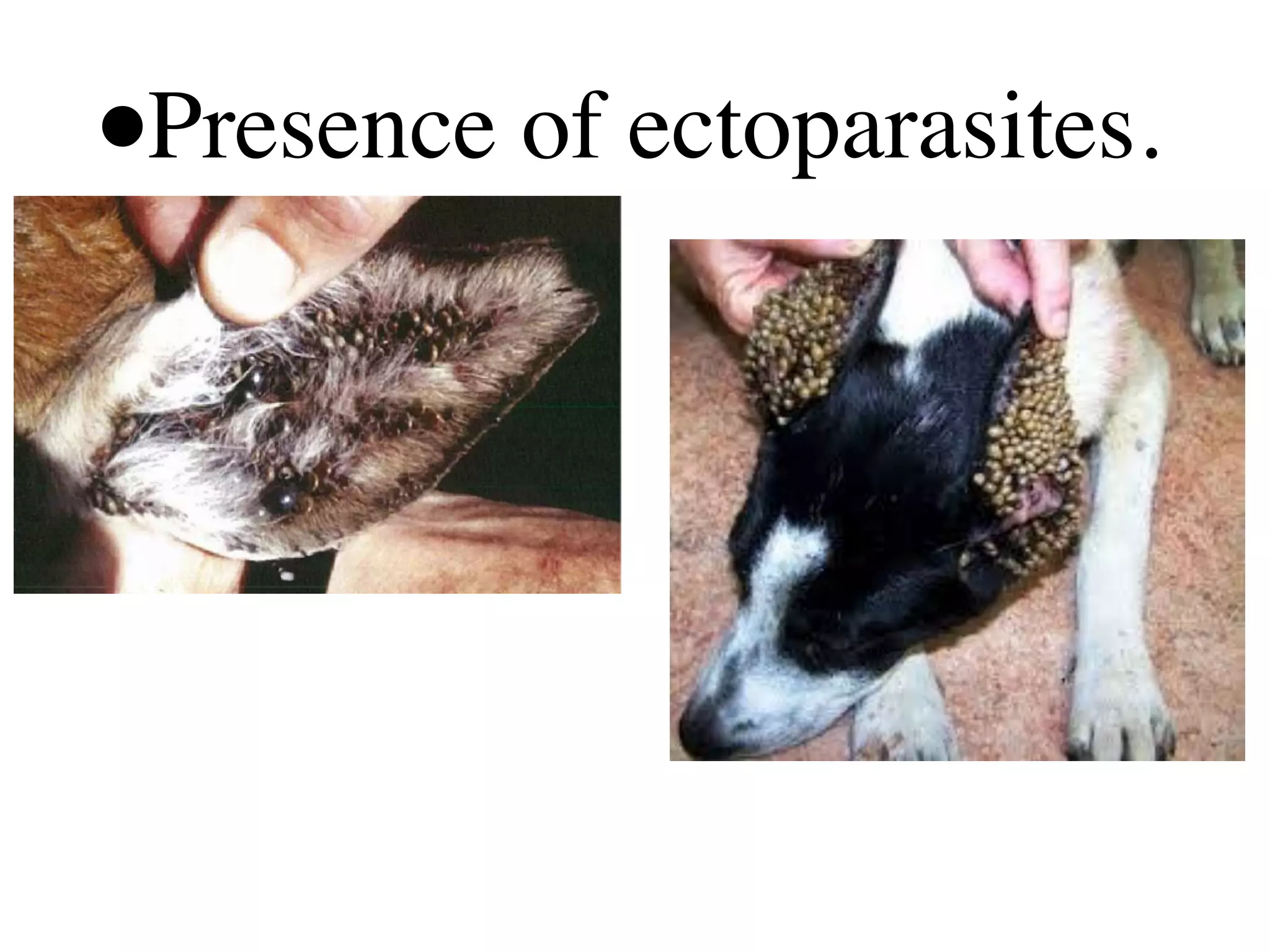 13 clinical examination of skin and appendages in animals | PDF