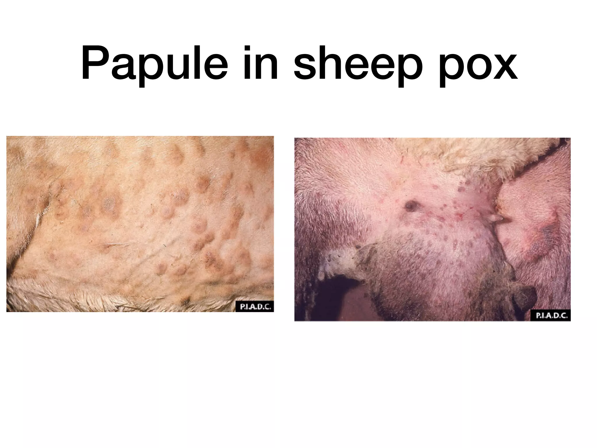 13 clinical examination of skin and appendages in animals | PDF