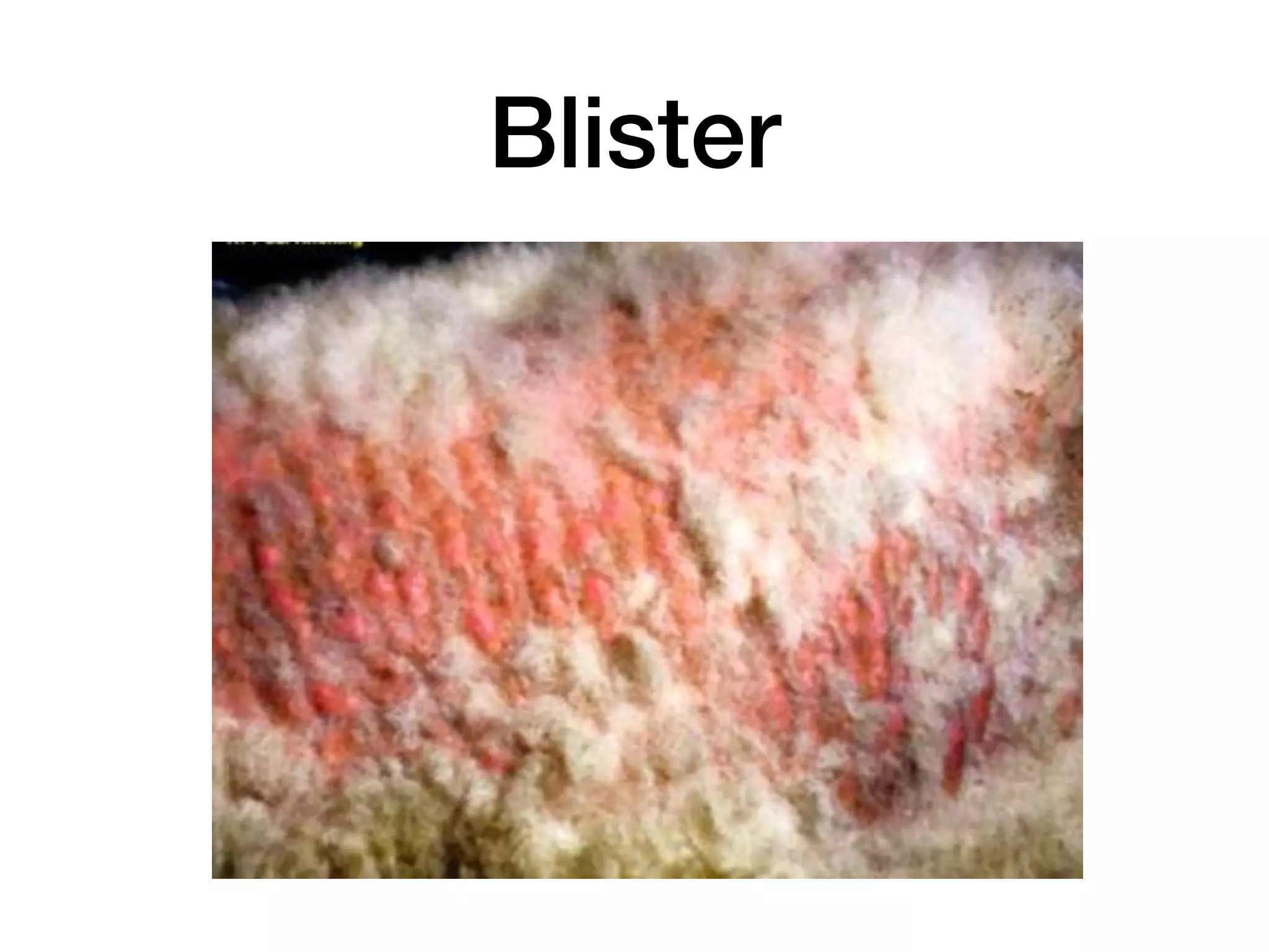 13 clinical examination of skin and appendages in animals | PDF