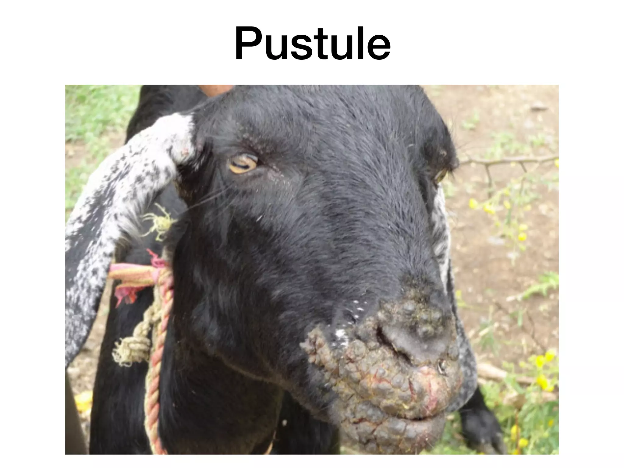 13 clinical examination of skin and appendages in animals | PDF