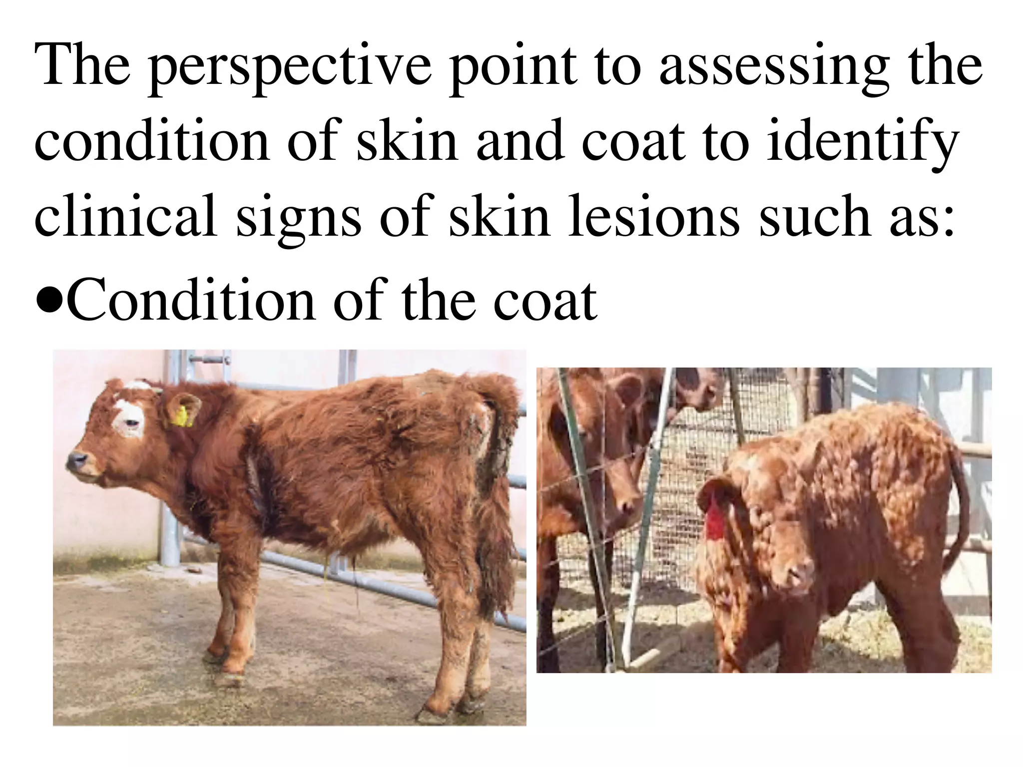 13 clinical examination of skin and appendages in animals | PDF