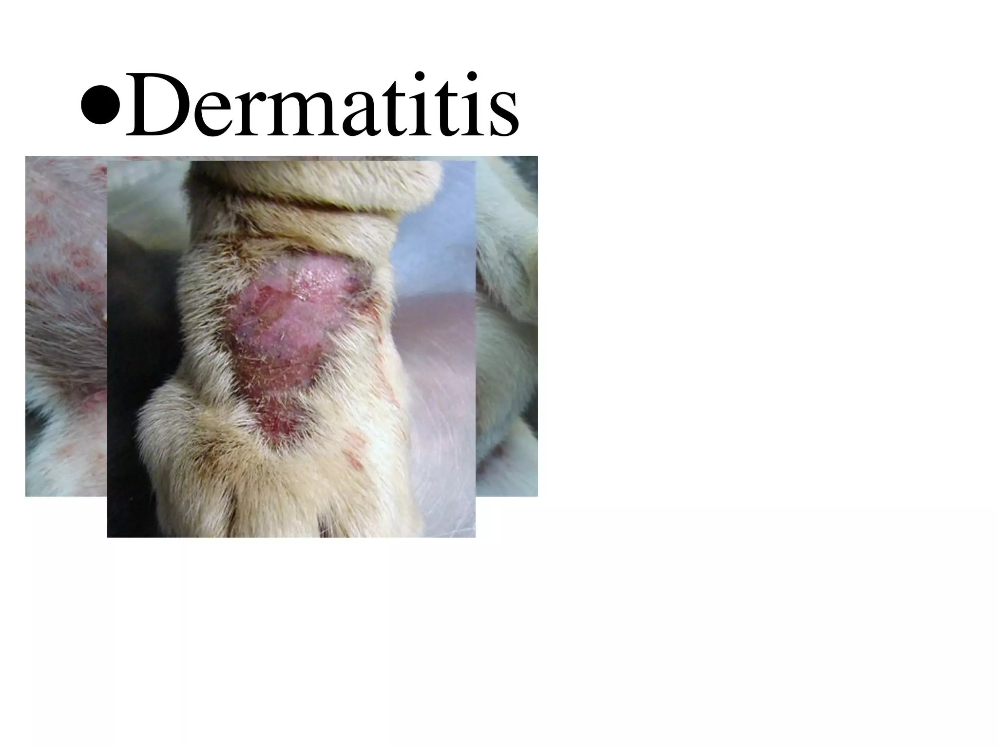 13 clinical examination of skin and appendages in animals | PDF | Skin ...
