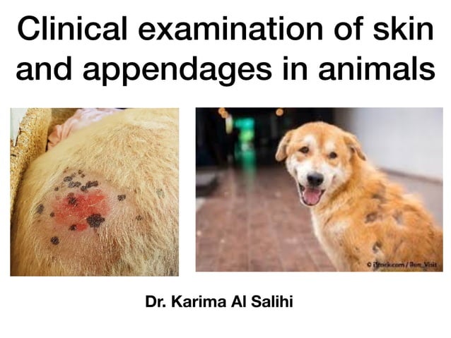 13 clinical examination of skin and appendages in animals | PDF | Skin ...