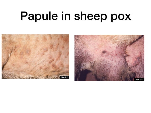13 clinical examination of skin and appendages in animals | PDF | Skin ...