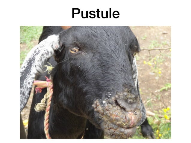 13 clinical examination of skin and appendages in animals | PDF | Skin ...