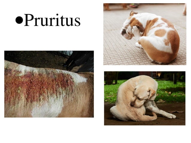 13 clinical examination of skin and appendages in animals | PDF | Skin ...