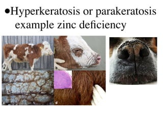 13 clinical examination of skin and appendages in animals | PDF
