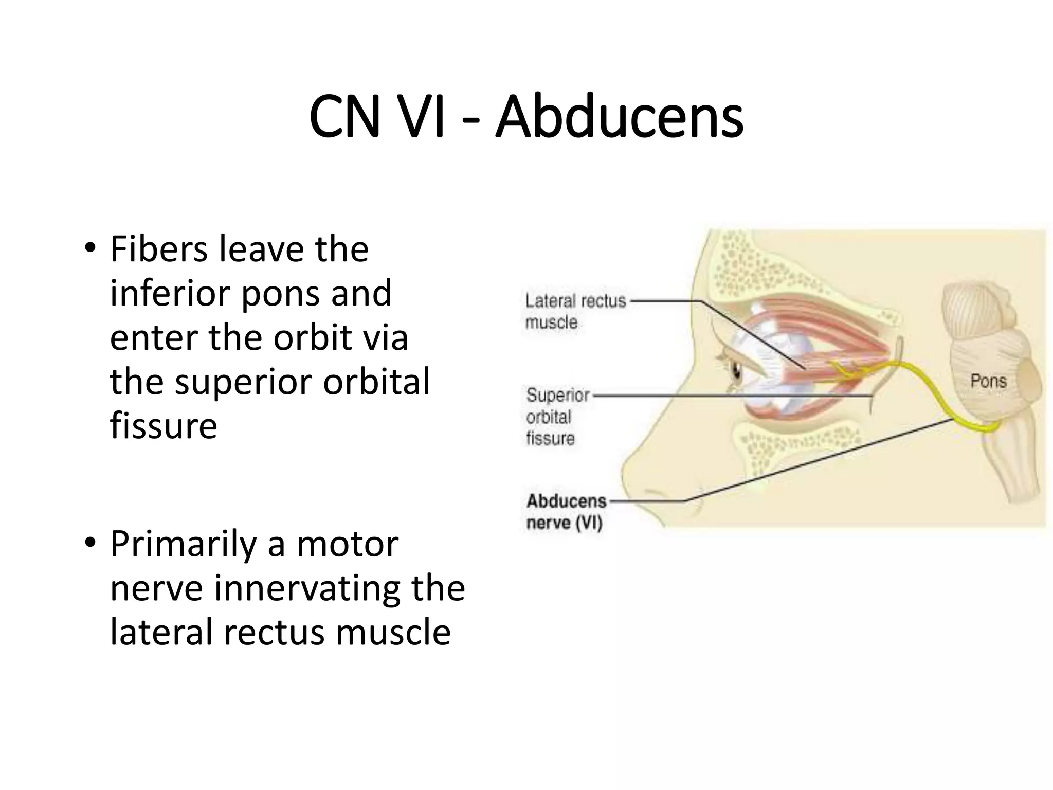 Cranial Nerves.pptx