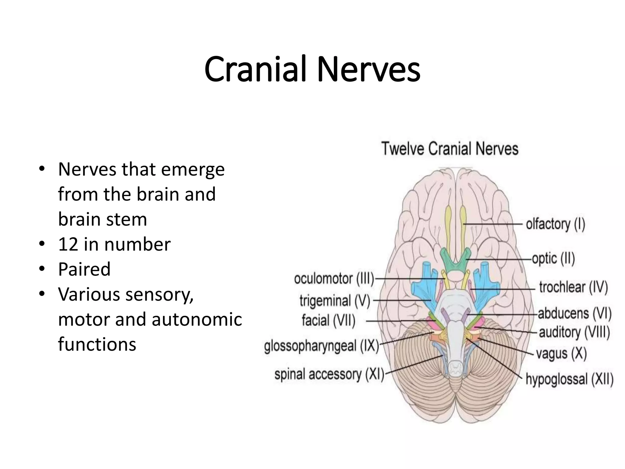 Cranial Nerves.pptx