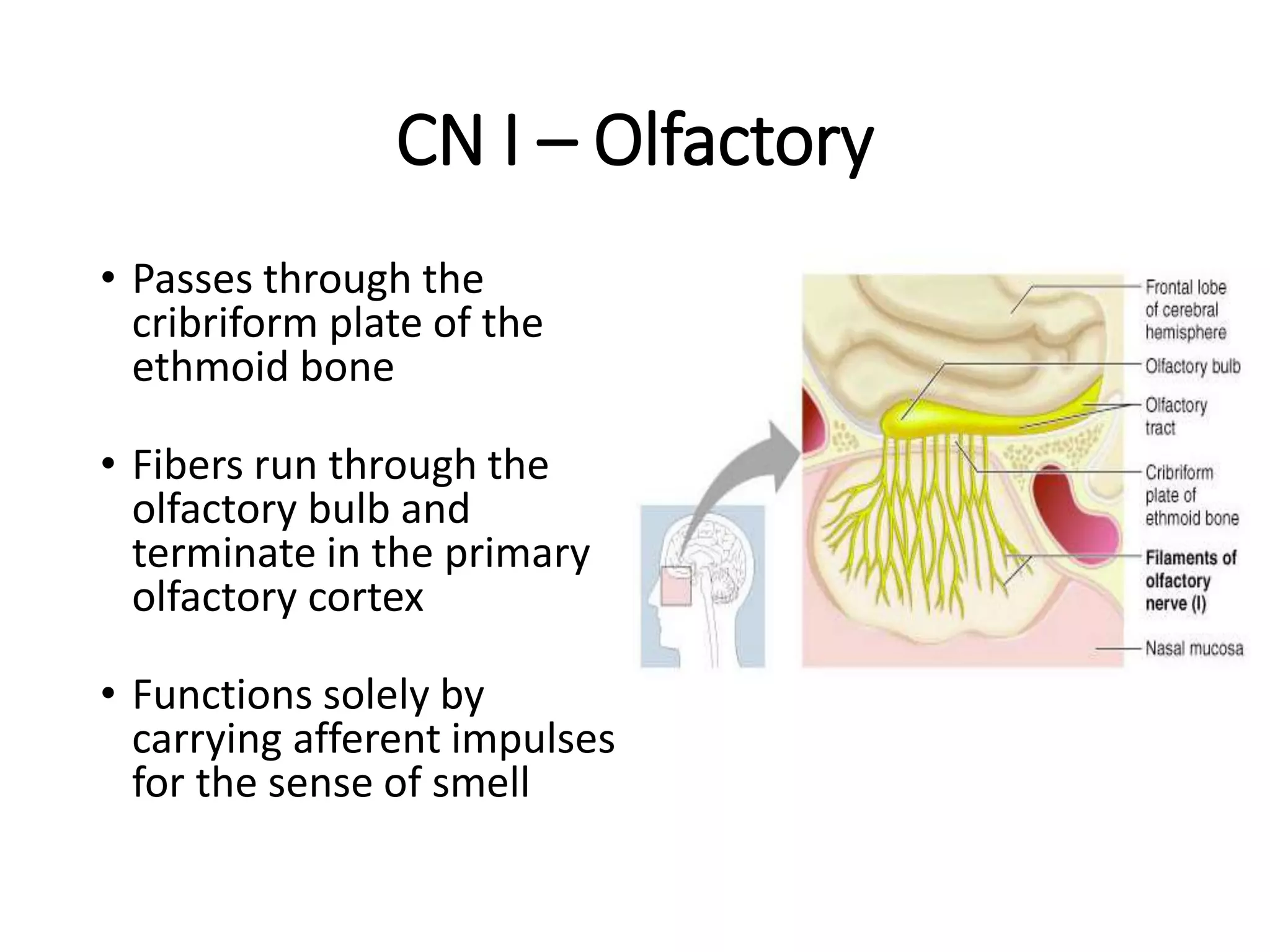 Cranial Nerves.pptx