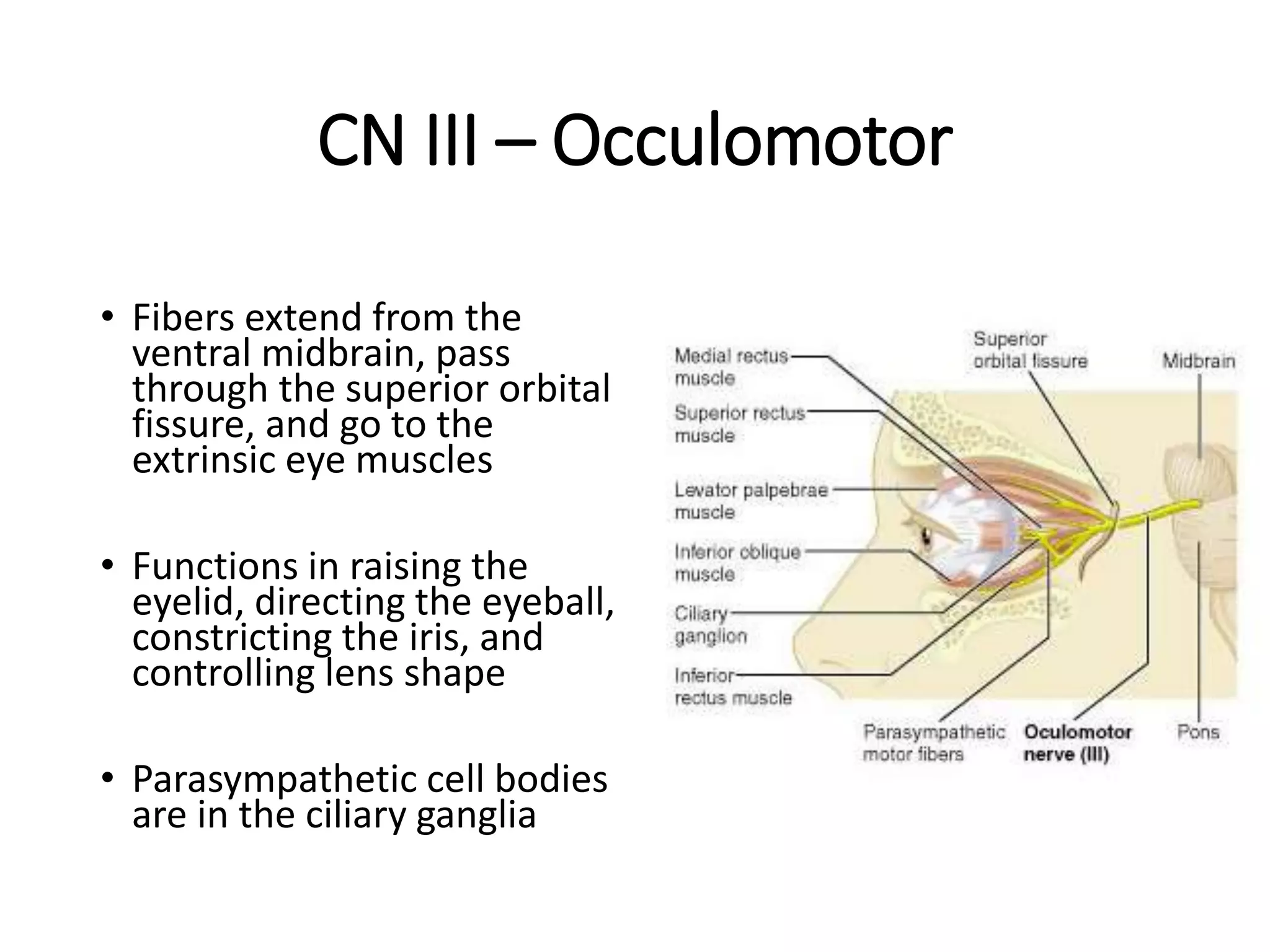 Cranial Nerves.pptx