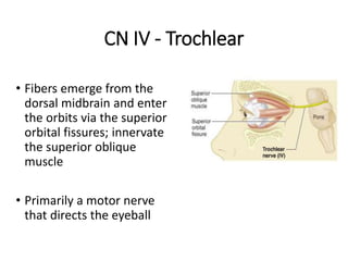 Cranial Nerves.pptx