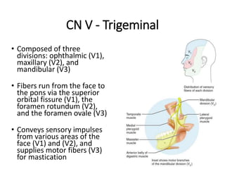 Cranial Nerves.pptx