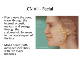 Cranial Nerves.pptx