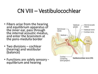 Cranial Nerves.pptx
