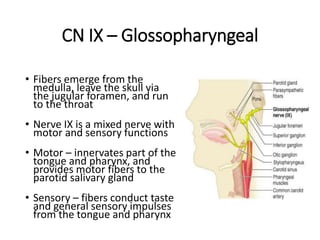 Cranial Nerves.pptx