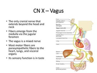 Cranial Nerves.pptx