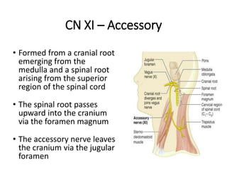 Cranial Nerves.pptx