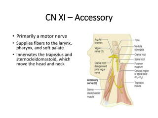 Cranial Nerves.pptx