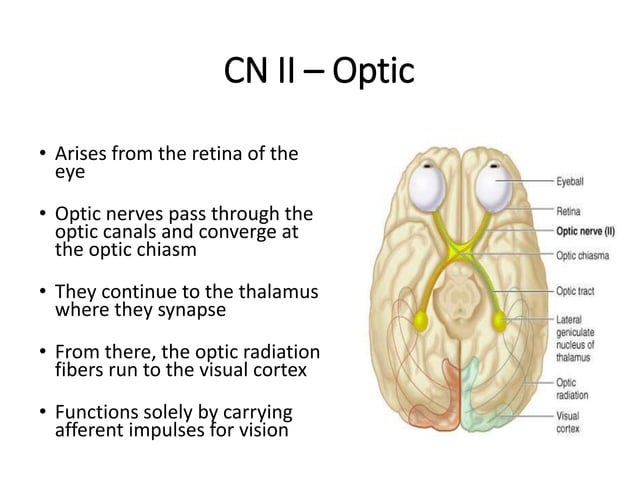 Cranial Nerves.pptx