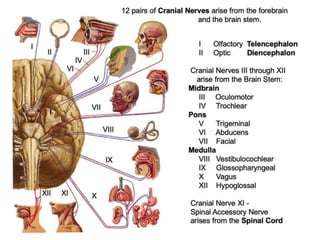 Ppt Chapter 15 Cranial Nerves Powerpoint Presentation