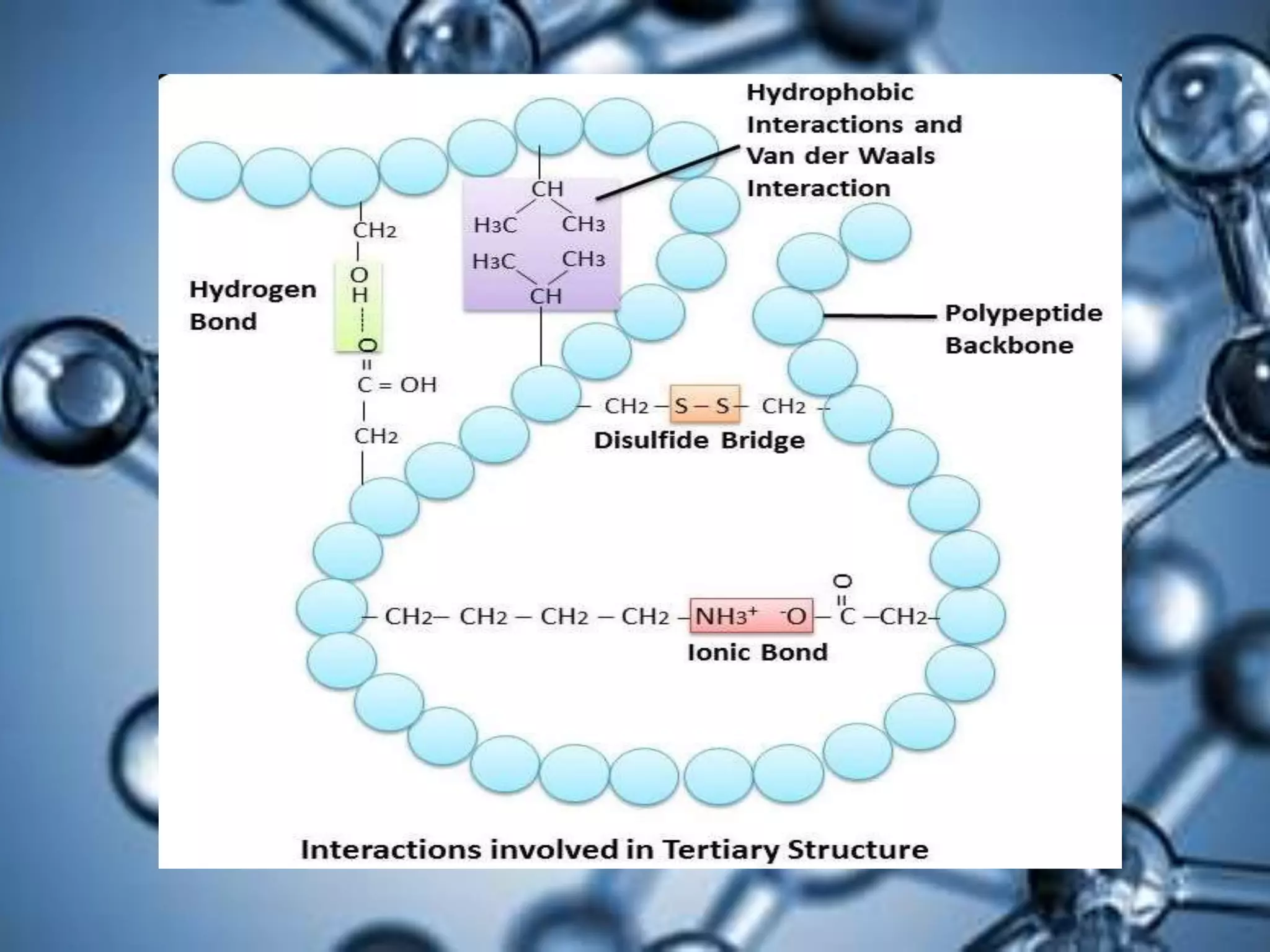 PROTEIN CHEMISTRY Polypeptide backbone, covalent and non covalent ...