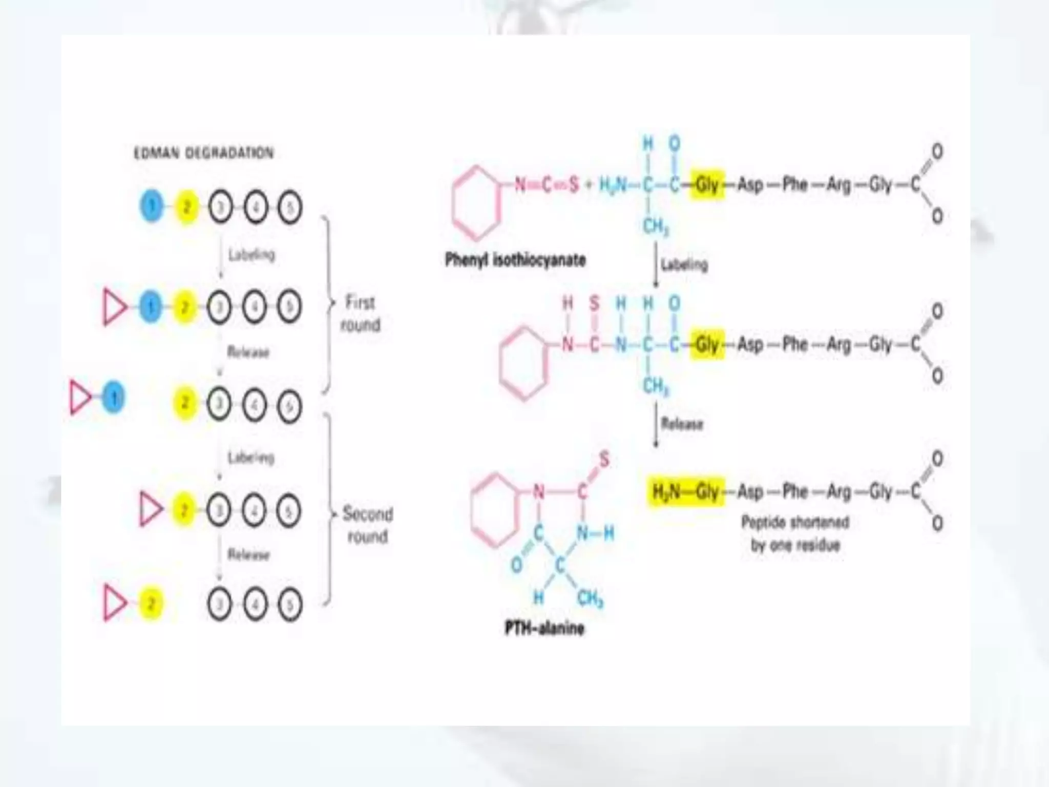 PROTEIN CHEMISTRY Polypeptide backbone, covalent and non covalent ...