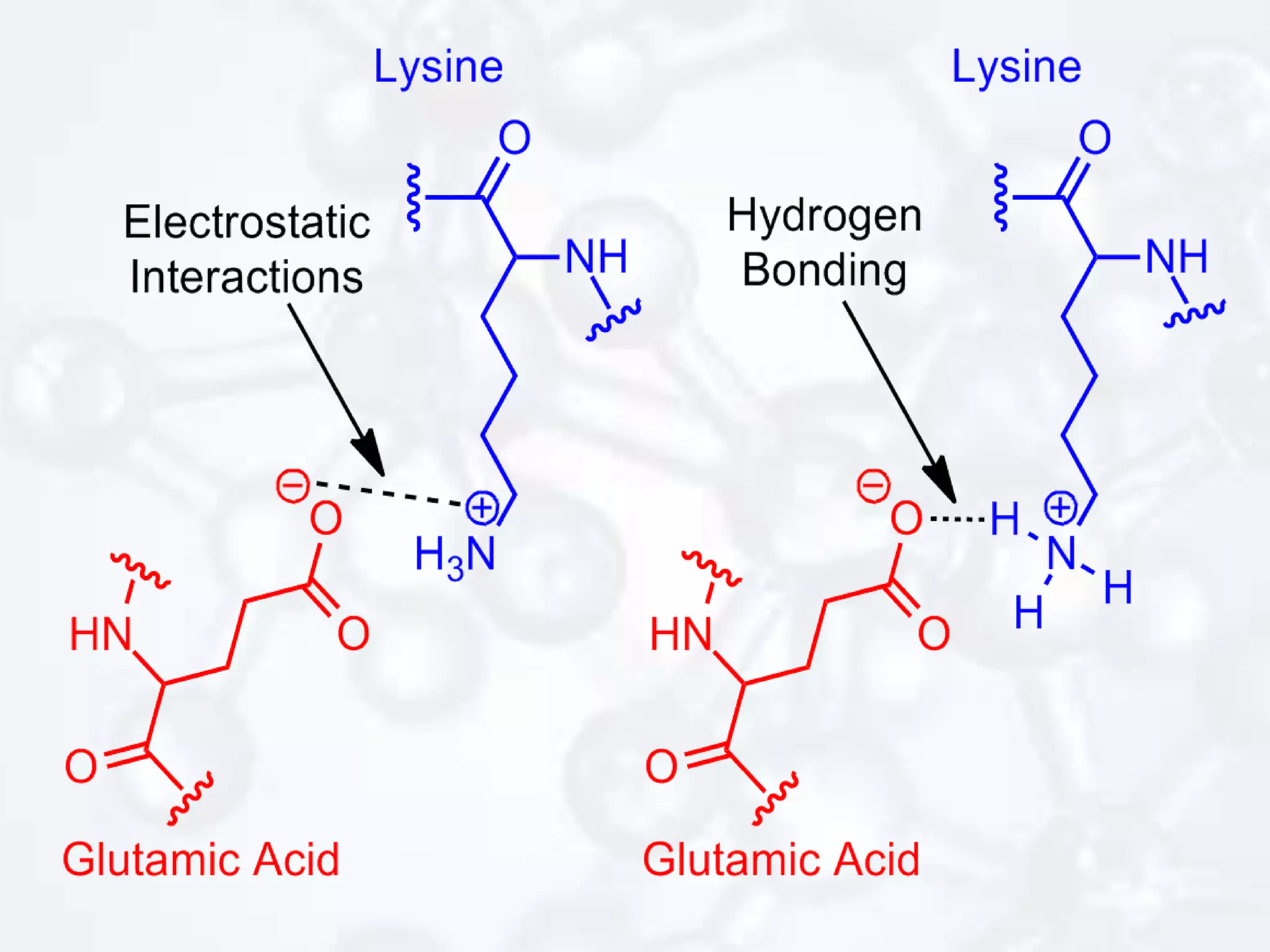 PROTEIN CHEMISTRY Polypeptide backbone, covalent and non covalent ...