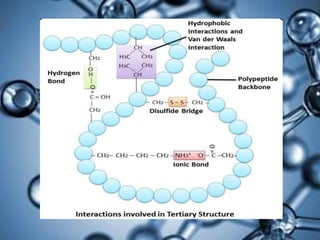 PROTEIN CHEMISTRY Polypeptide backbone, covalent and non covalent ...