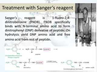 PROTEIN CHEMISTRY Polypeptide backbone, covalent and non covalent ...