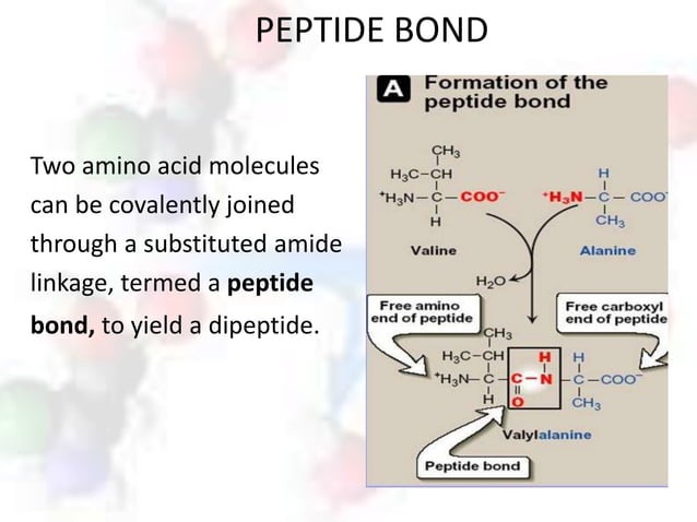 PROTEIN CHEMISTRY Polypeptide backbone, covalent and non covalent ...
